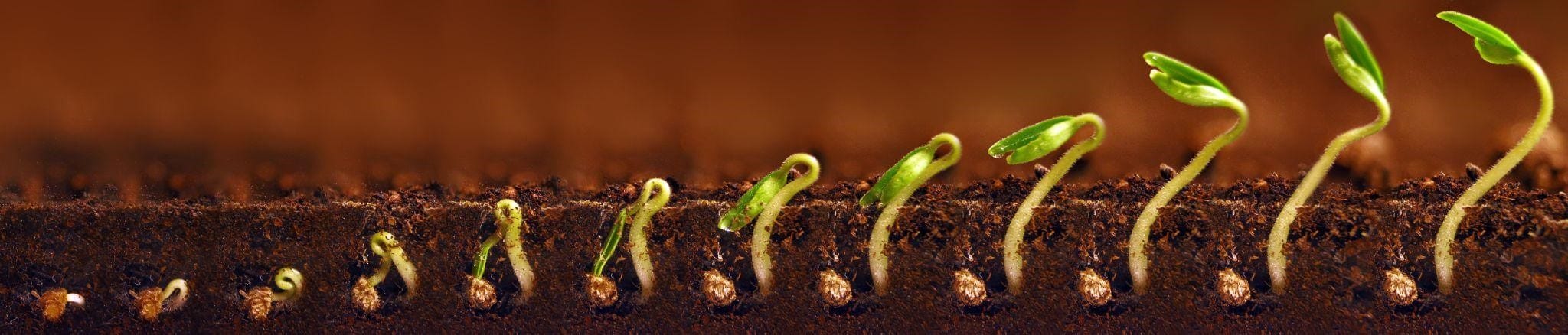 How to give your seeds a good start | Atami